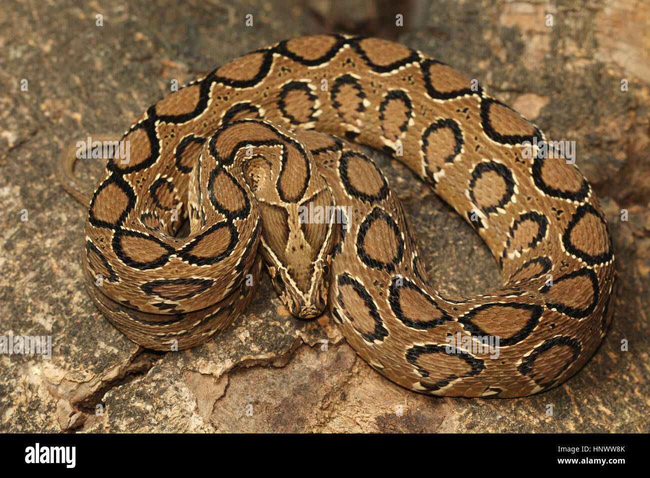 Russell's Viper, Daboia Russelii, Bangalore, Karnataka. Außerdem ...