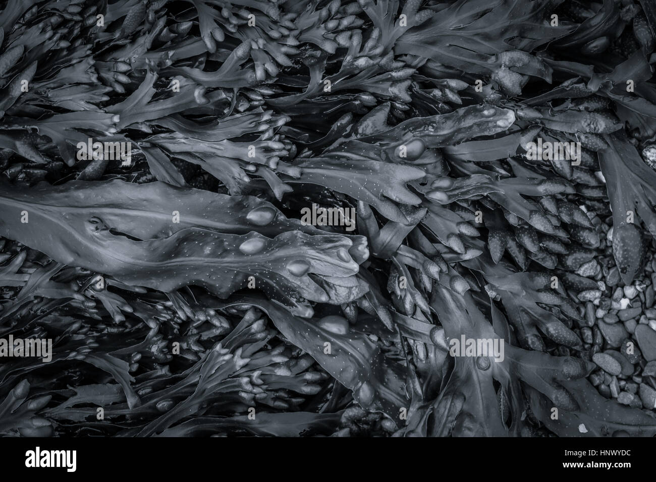 Steinstrand algen -Fotos und -Bildmaterial in hoher Auflösung – Alamy