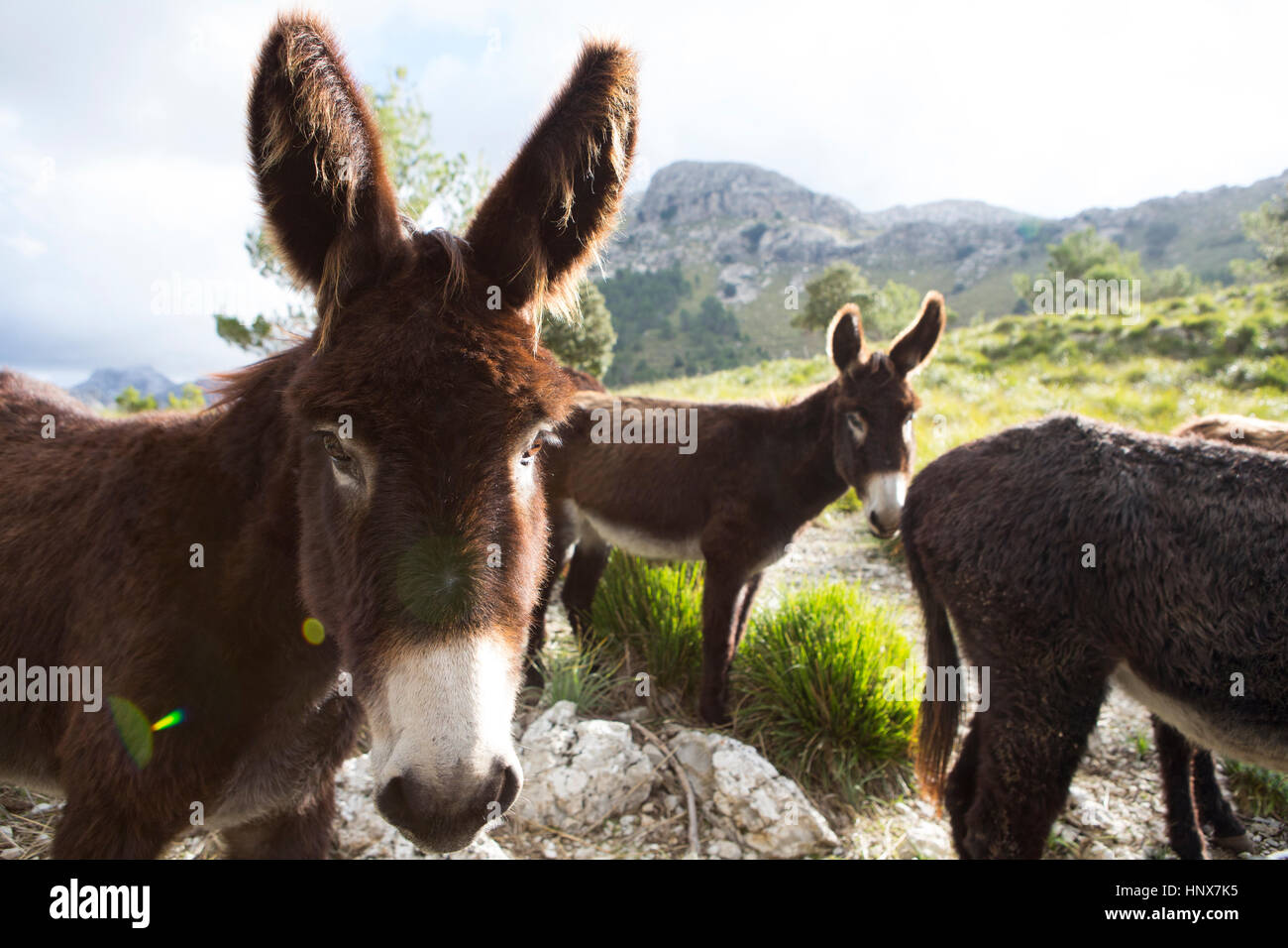 Katalanischer Esel in La Tramuntana-Gebirge, Mallorca, Spanien ...