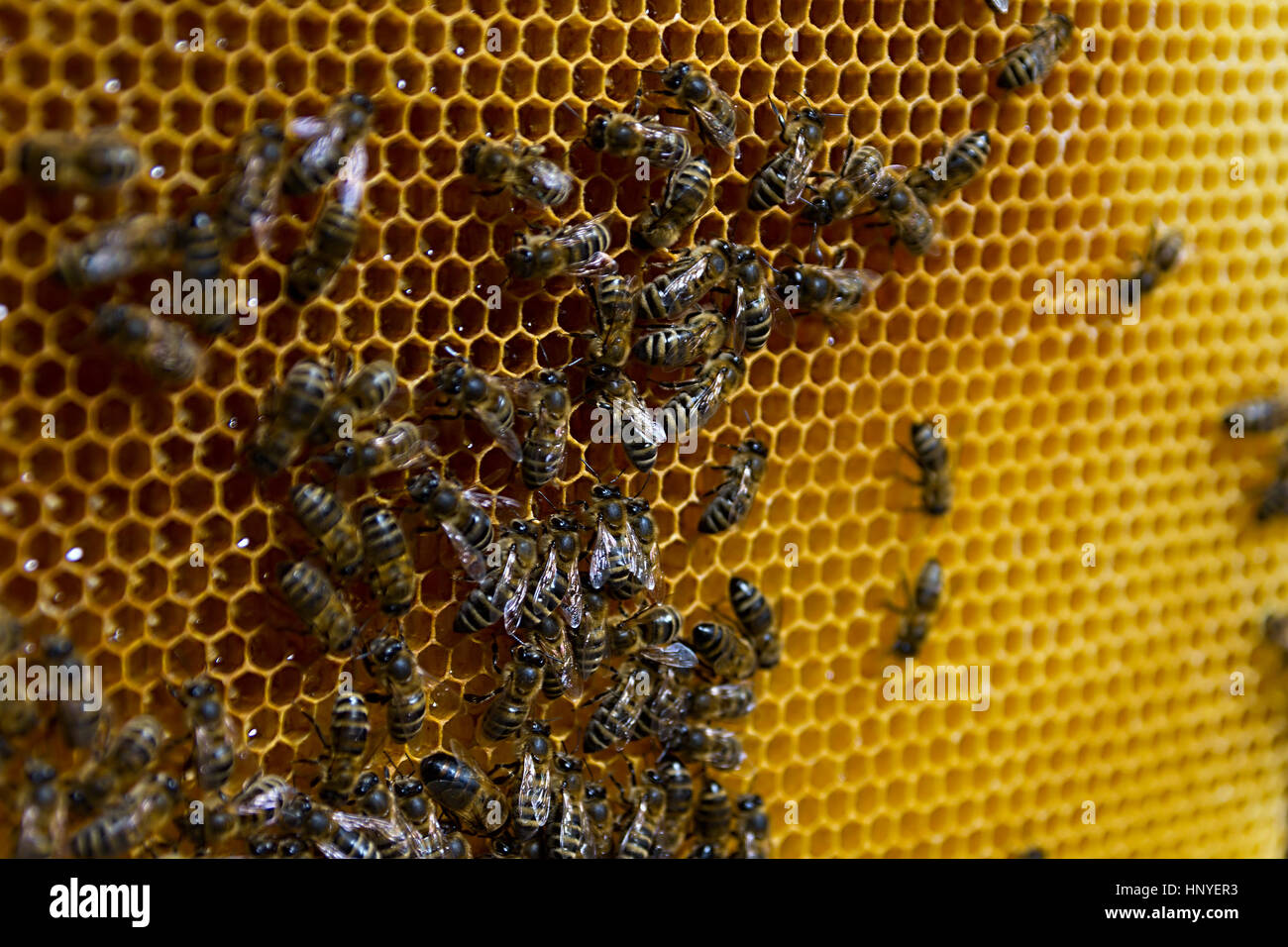 Honigwaben Waben Bienenwachs Wachs Bienenstock Stockfotos und -bilder ...