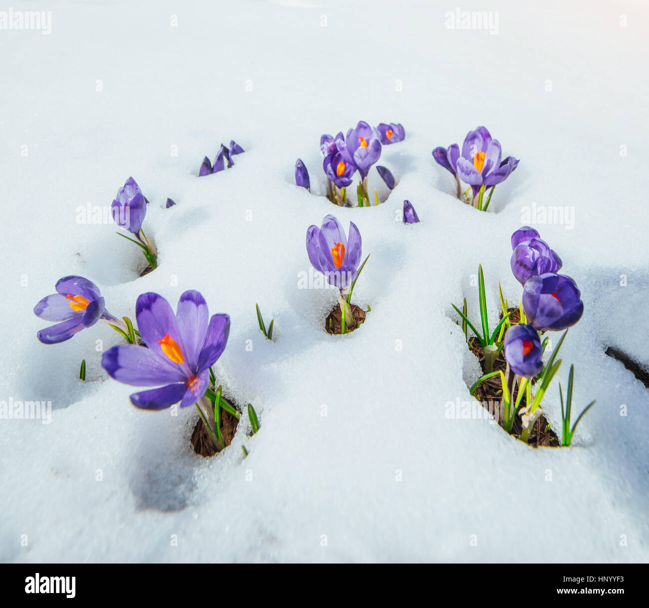 Wiese Mit Krokus Stockfotos und -bilder Kaufen - Alamy