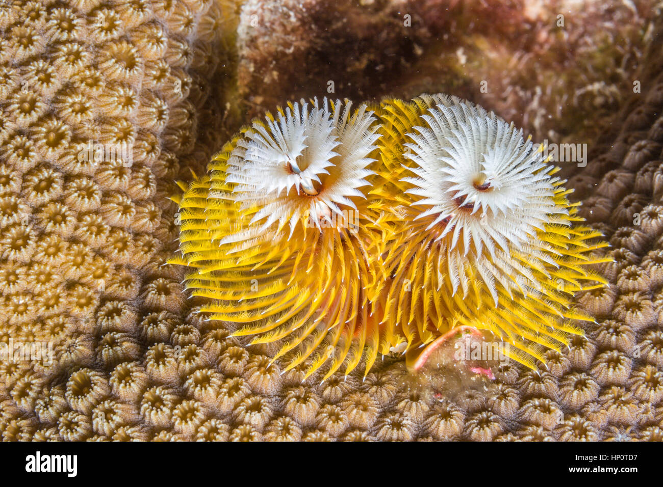 Spirobranchus giganteus -Fotos und -Bildmaterial in hoher Auflösung – Alamy