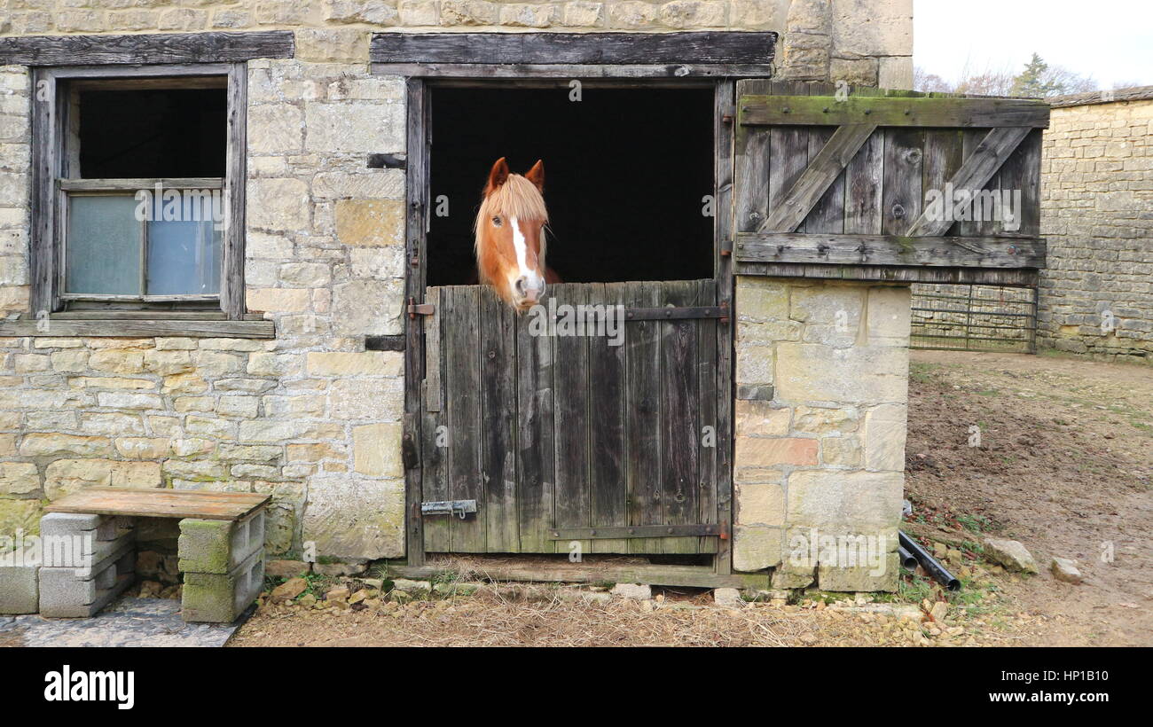 Offene stallhaltung -Fotos und -Bildmaterial in hoher Auflösung – Alamy