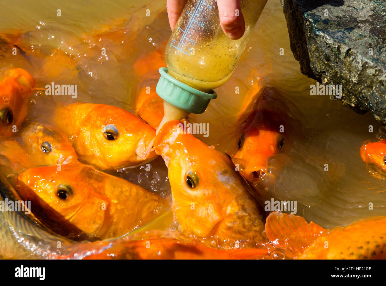 hungrige Schule der Fische isst aus einer Flasche. viele Fische im ...