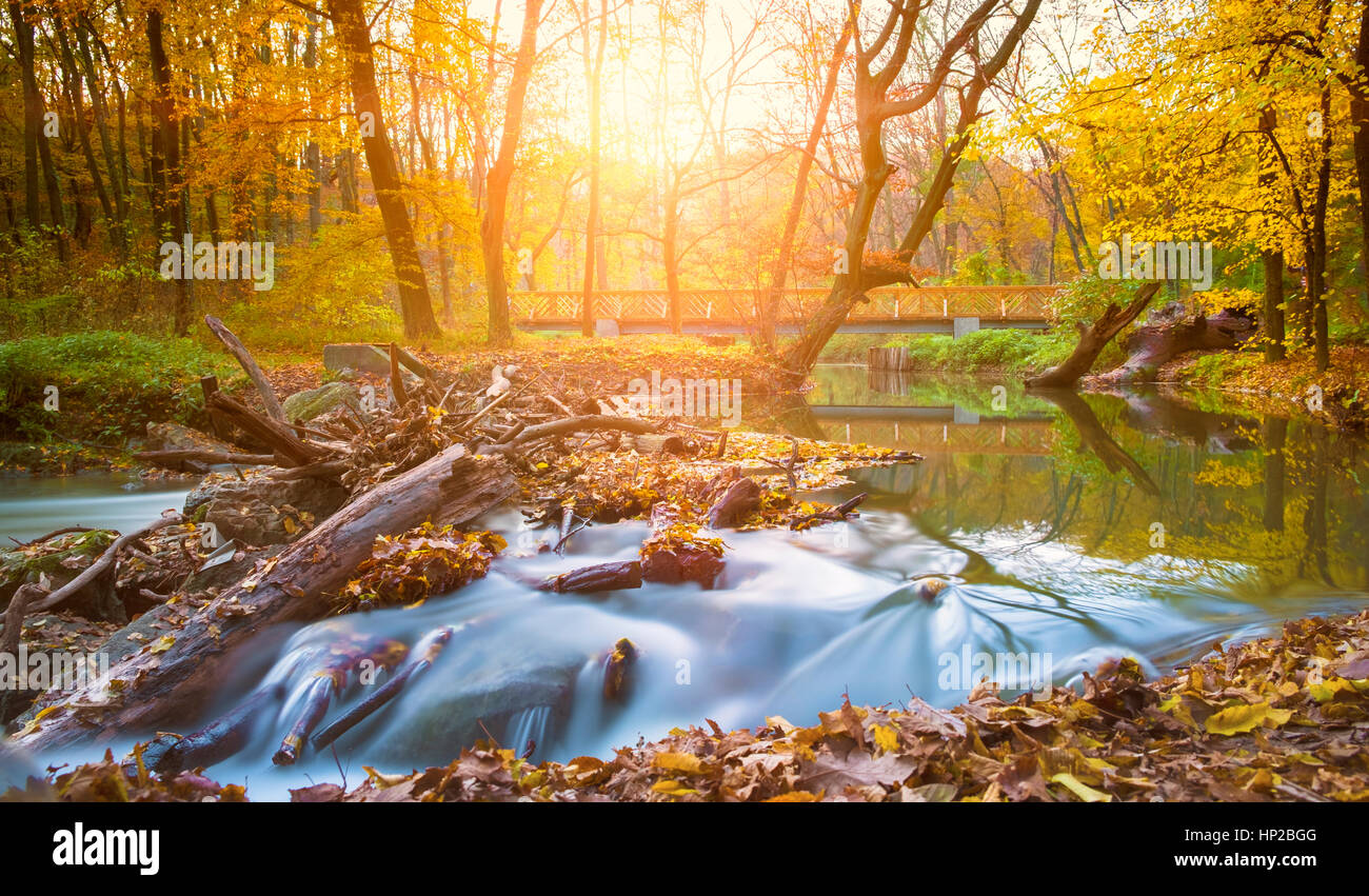 Wieder Forsten Stockfotos und -bilder Kaufen - Alamy