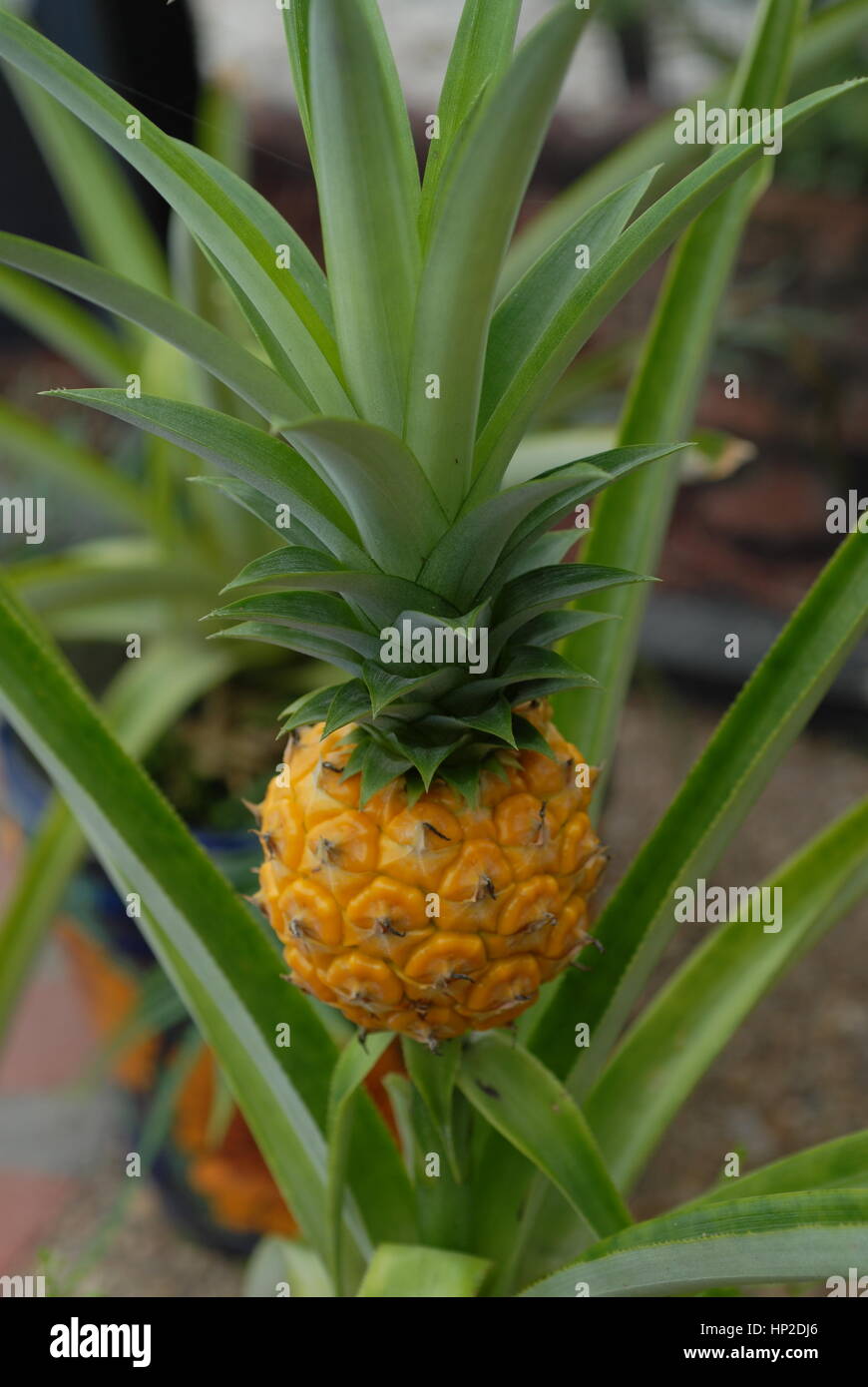 Ananas pflanzen -Fotos und -Bildmaterial in hoher Auflösung - Seite 2 ...