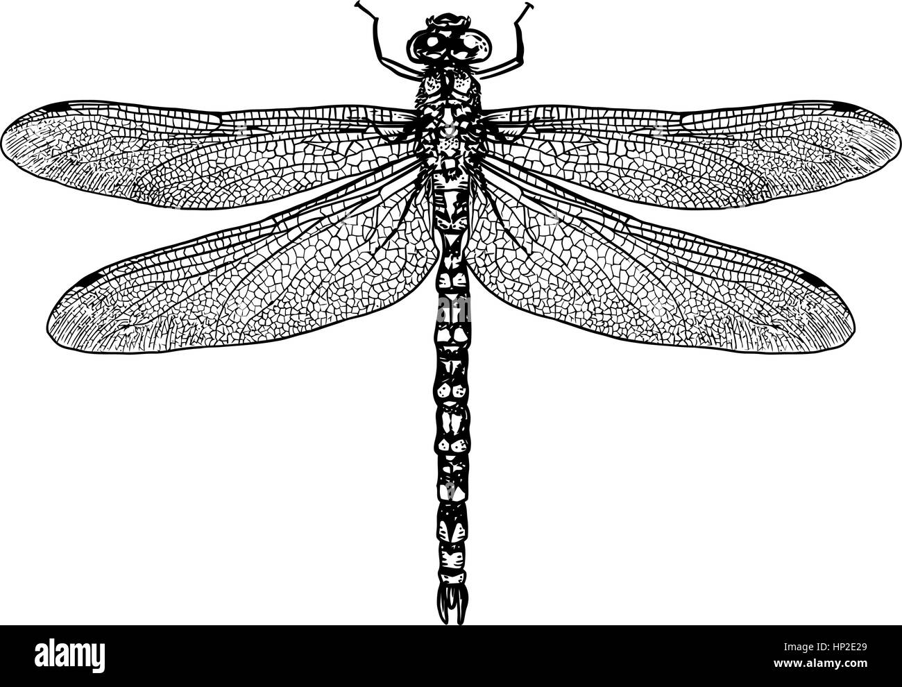 Libelle-Illustration, Gravur, Zeichnung, Tusche Stock-Vektorgrafik - Alamy