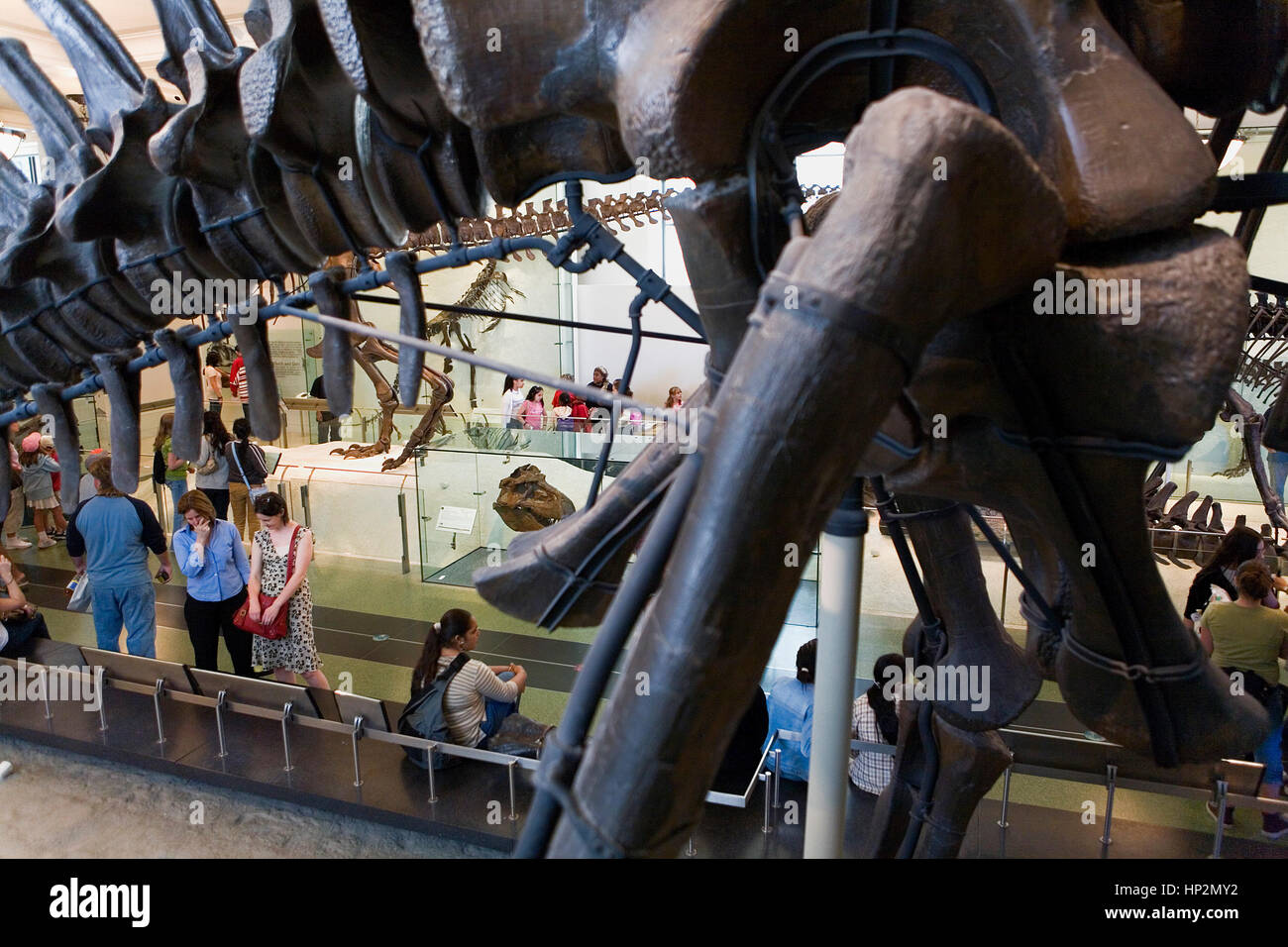 Amerikanisches Naturkundemuseum Amnh Stockfotos und -bilder Kaufen - Alamy