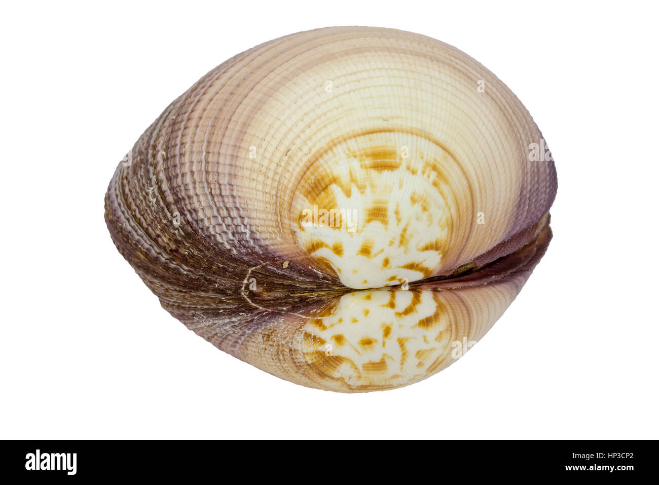 Jakobsmuschel detail Ausgeschnittene Stockfotos und -bilder - Alamy
