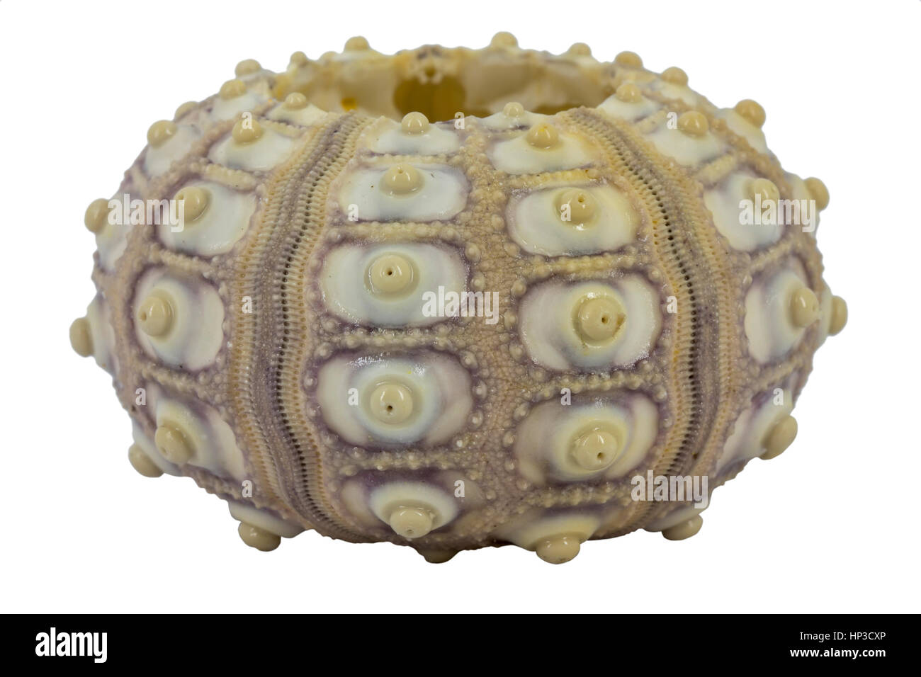 Seeigel details -Fotos und -Bildmaterial in hoher Auflösung – Alamy
