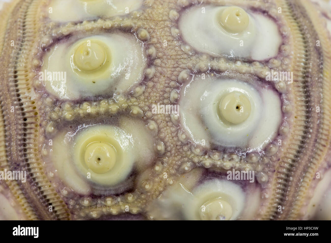 Seeigel details -Fotos und -Bildmaterial in hoher Auflösung – Alamy