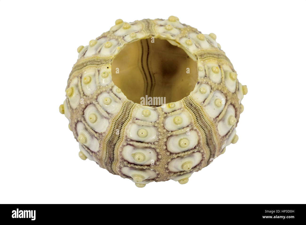 Seeigel details -Fotos und -Bildmaterial in hoher Auflösung – Alamy