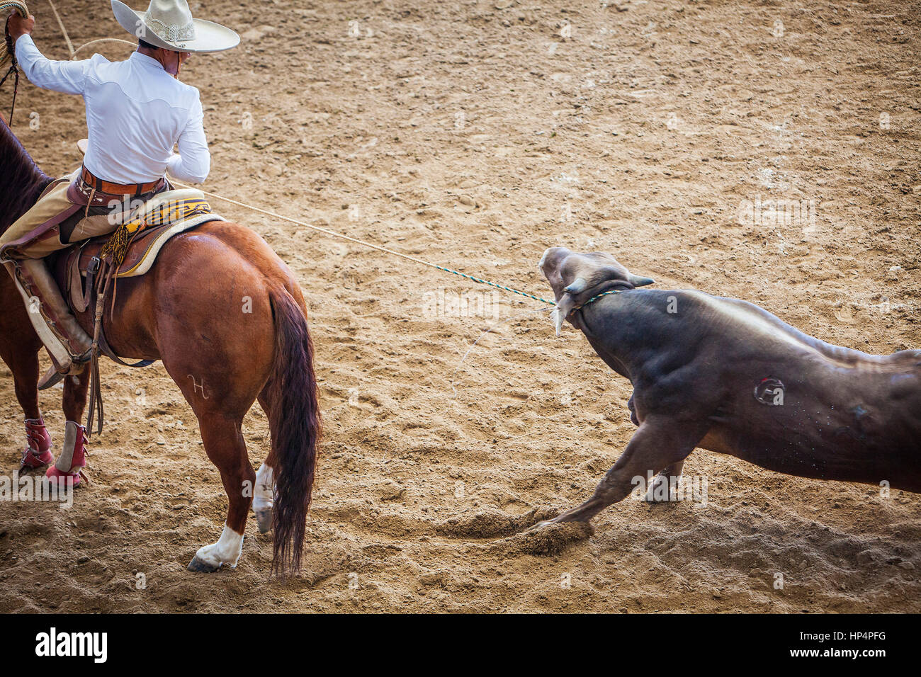 Bull riding mexican rodeo -Fotos und -Bildmaterial in hoher Auflösung ...