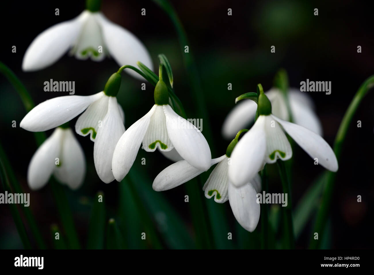 galanthus mrs thompson, Schneeglöckchen, Schneeglöckchen, Frühling ...