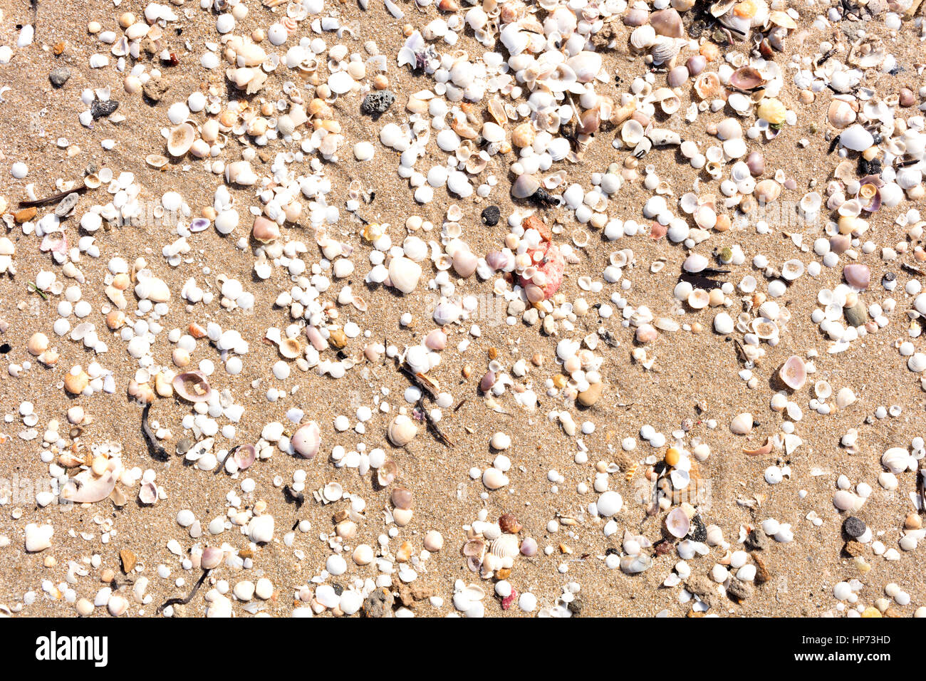Colorful seashells -Fotos und -Bildmaterial in hoher Auflösung – Alamy