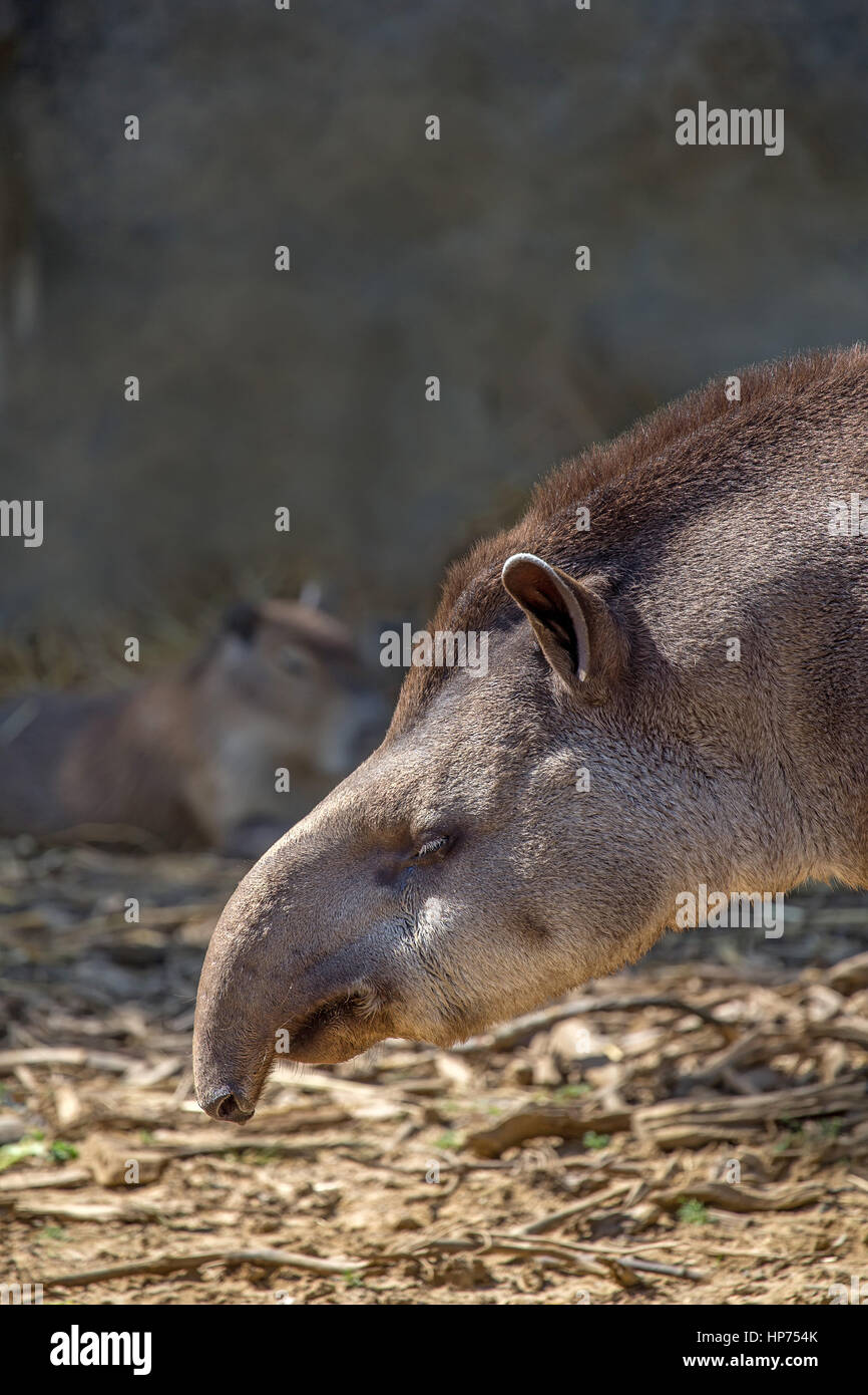 Amazon tapir -Fotos und -Bildmaterial in hoher Auflösung – Alamy