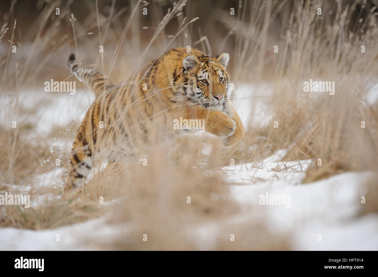 Tiger Running Front Stockfotos & Tiger Running Front Bilder - Alamy