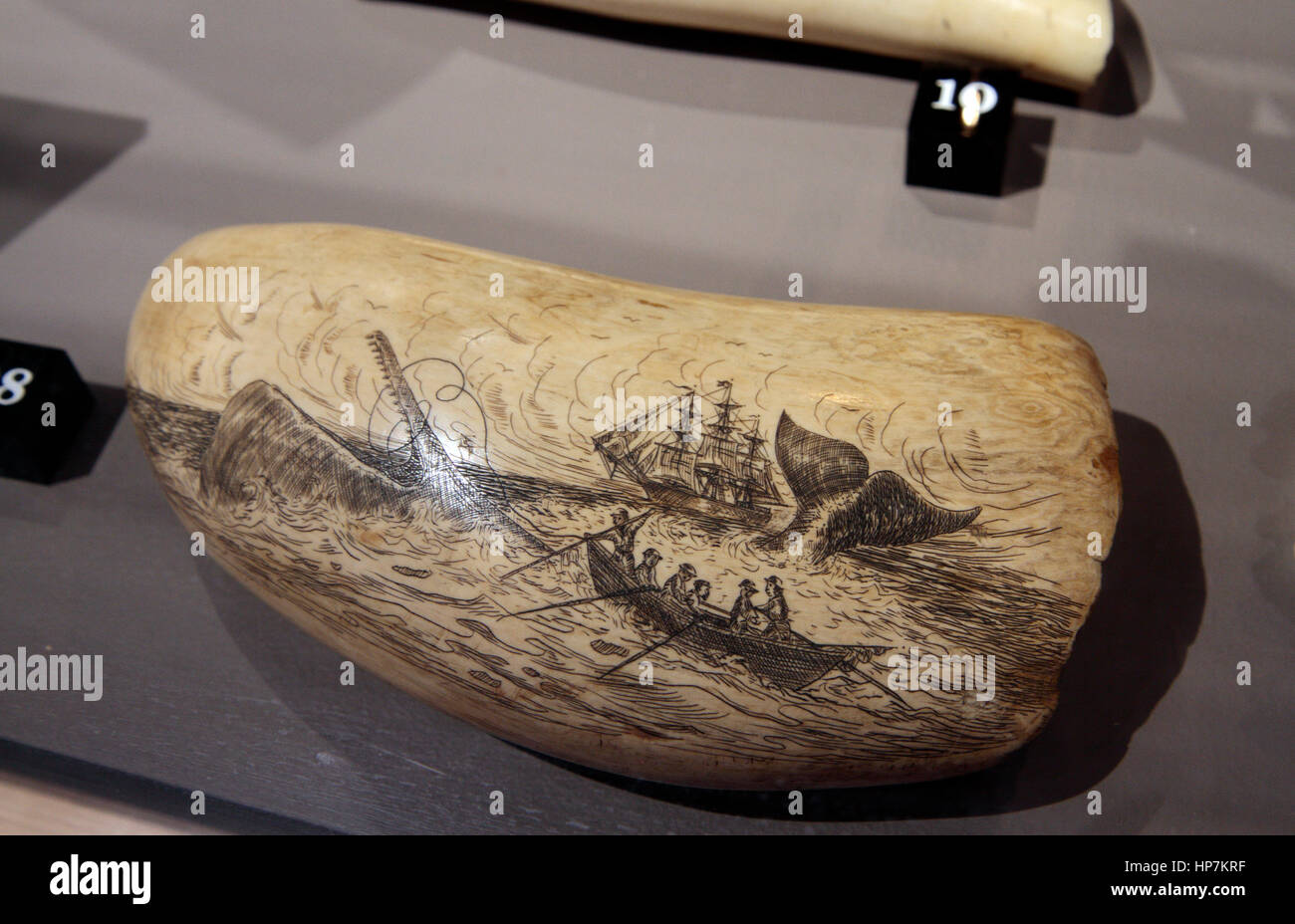 Pottwal zahn -Fotos und -Bildmaterial in hoher Auflösung – Alamy