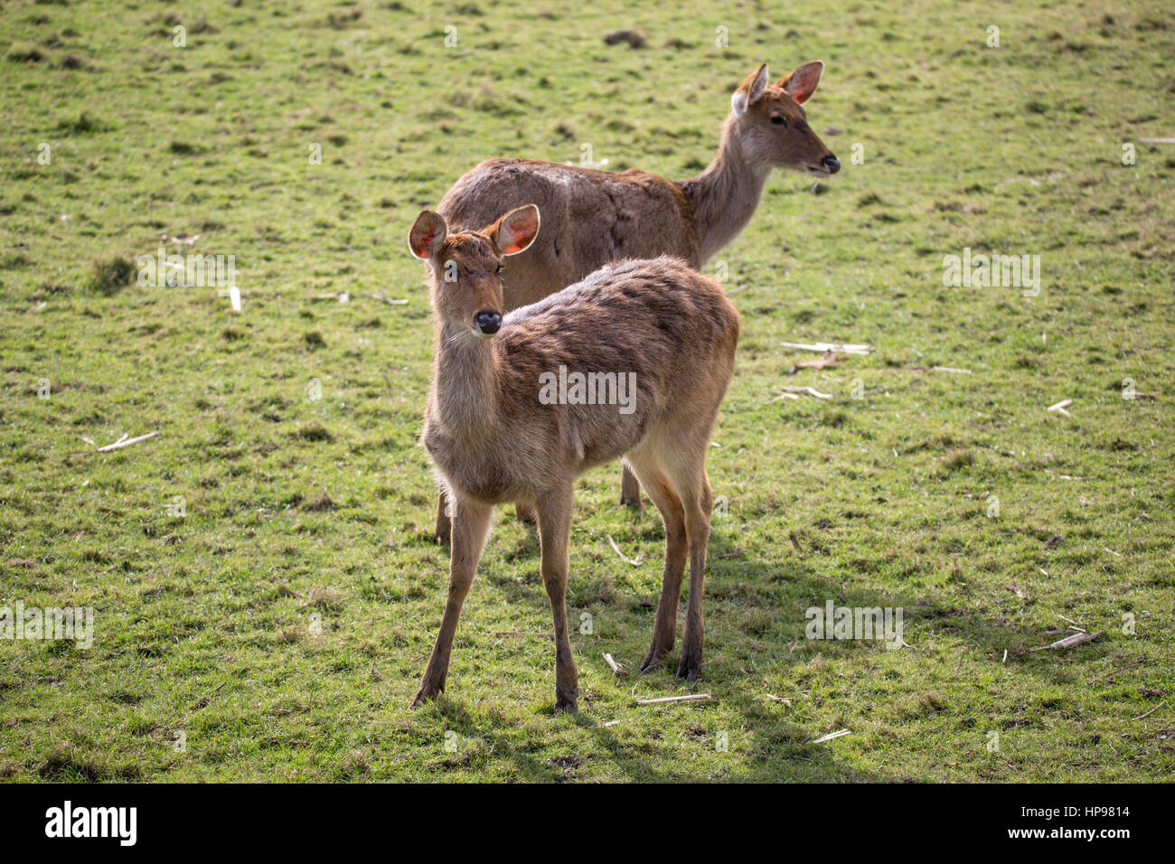 Hirsch in einem zoo -Fotos und -Bildmaterial in hoher Auflösung – Alamy