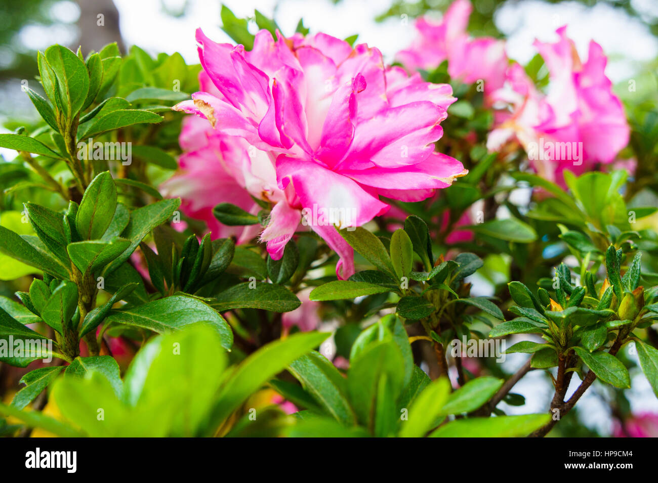Satsuki Azaleen blühen, Azalee Rhododendron, Bonsai Blumen, üppige rosa ...