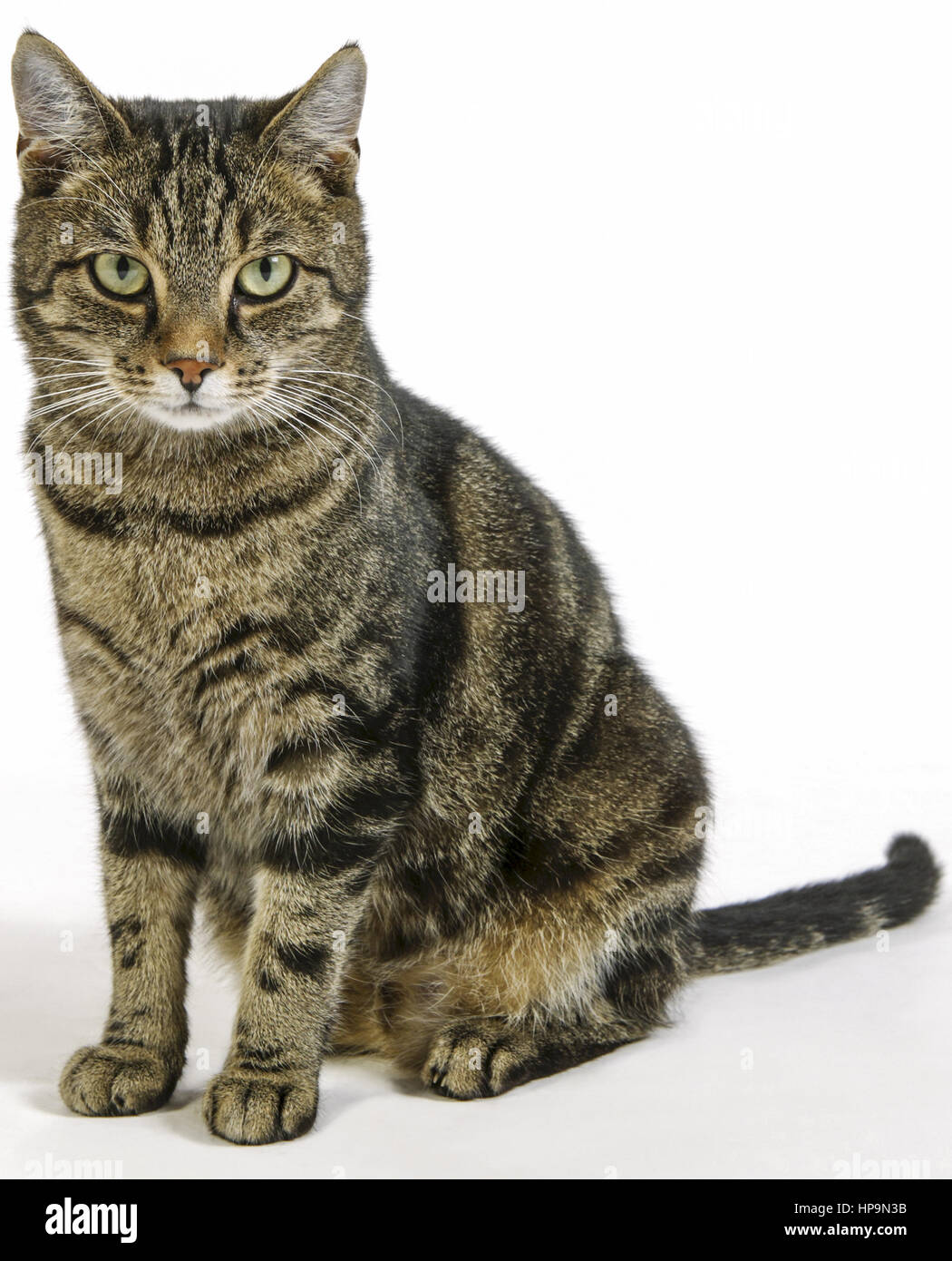 Hauskatze getigert -Fotos und -Bildmaterial in hoher Auflösung – Alamy