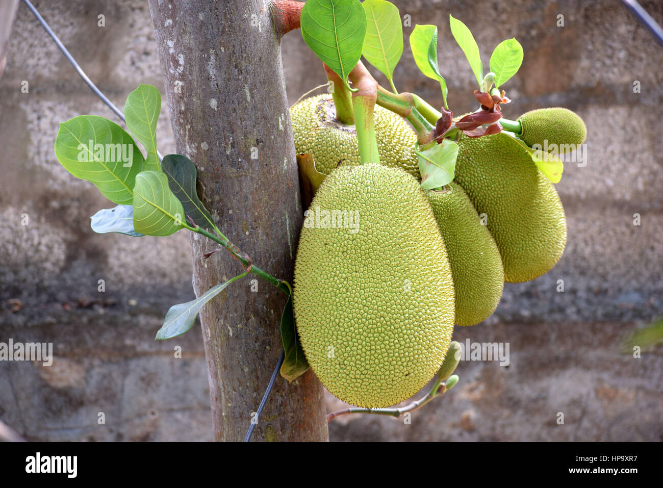 Artocarpus heterophyllus jack baumfrucht -Fotos und -Bildmaterial in ...