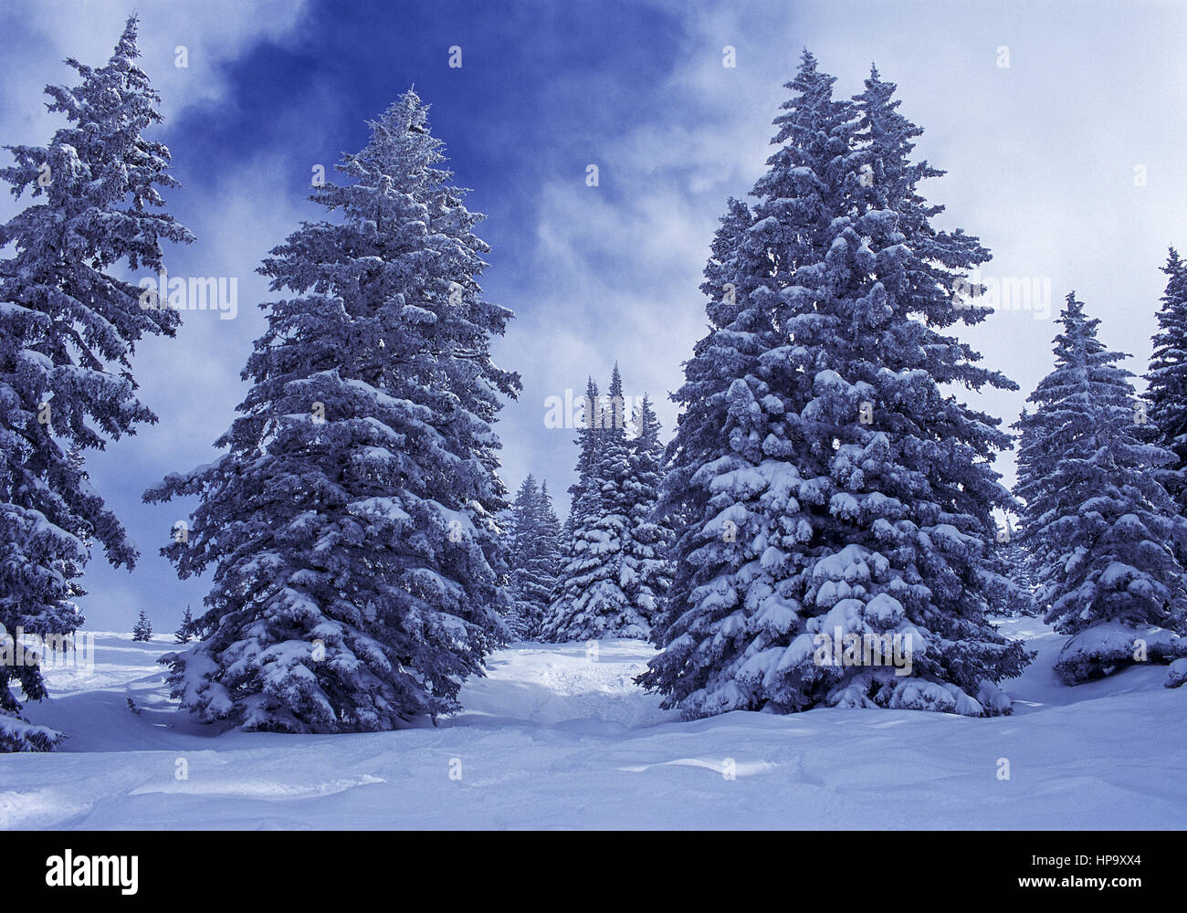 Verschneiten tannen -Fotos und -Bildmaterial in hoher Auflösung – Alamy