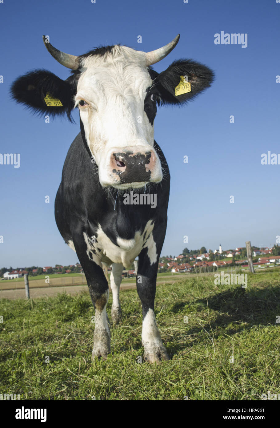 Kuh Portrait Stockfotos & Kuh Portrait Bilder - Seite 2 - Alamy