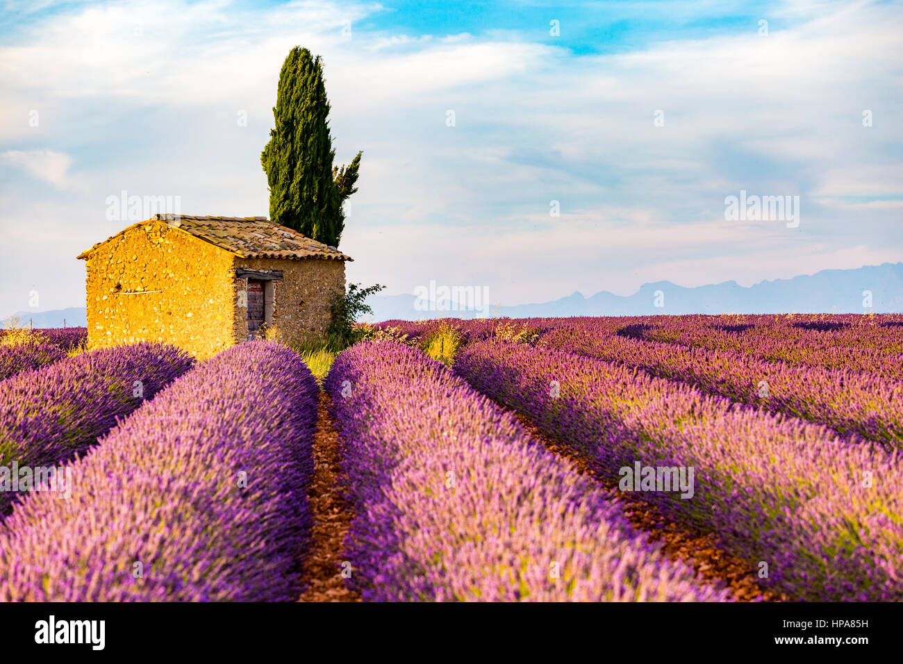 Provence valensole -Fotos und -Bildmaterial in hoher Auflösung – Alamy