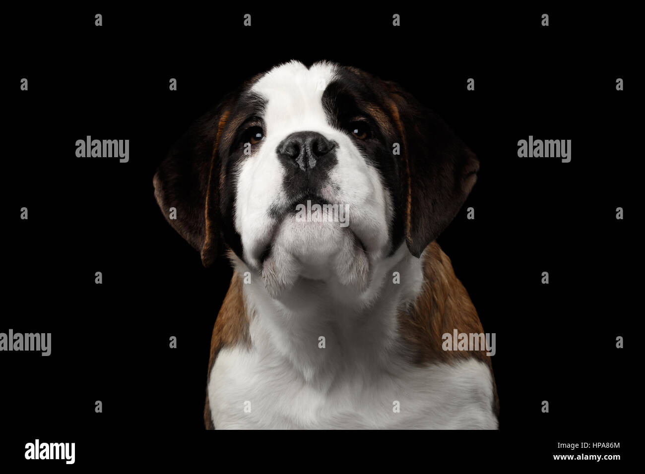 St bernard pedigree dog -Fotos und -Bildmaterial in hoher Auflösung – Alamy