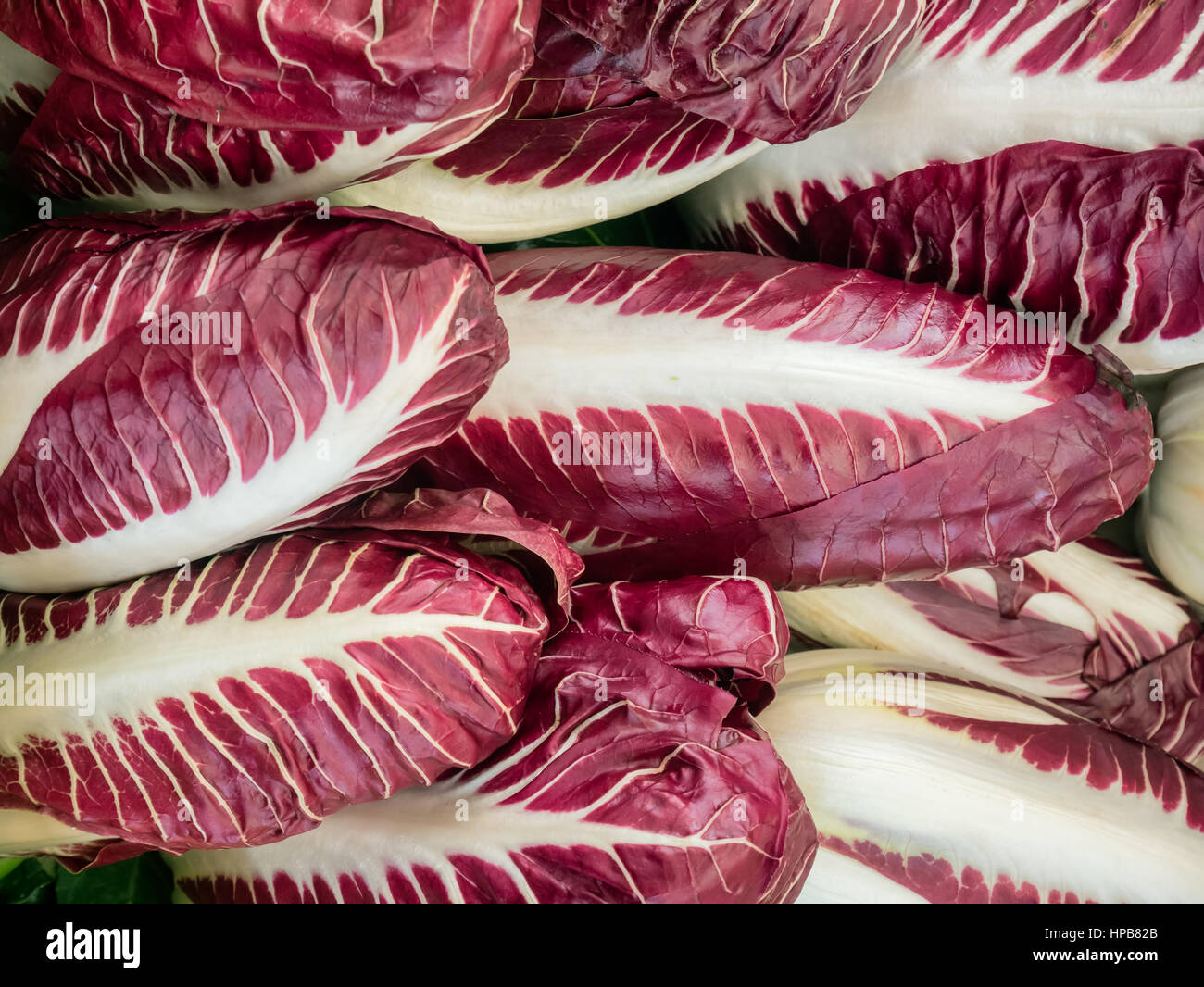 Red chicory radicchio -Fotos und -Bildmaterial in hoher Auflösung – Alamy