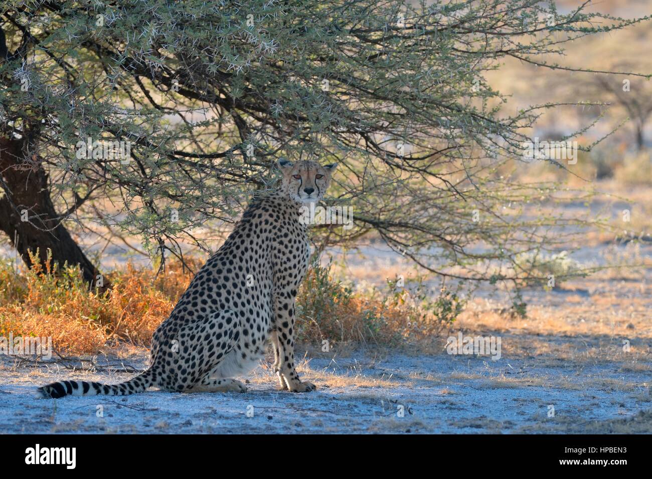 Geparden aussehen -Fotos und -Bildmaterial in hoher Auflösung – Alamy