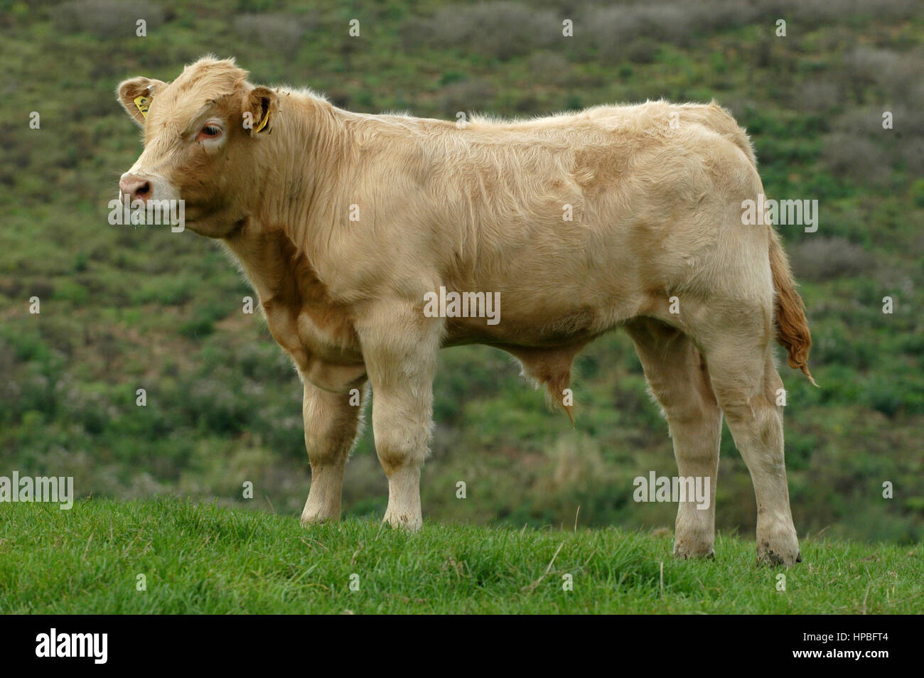 Britische charolais rinderrasse -Fotos und -Bildmaterial in hoher ...