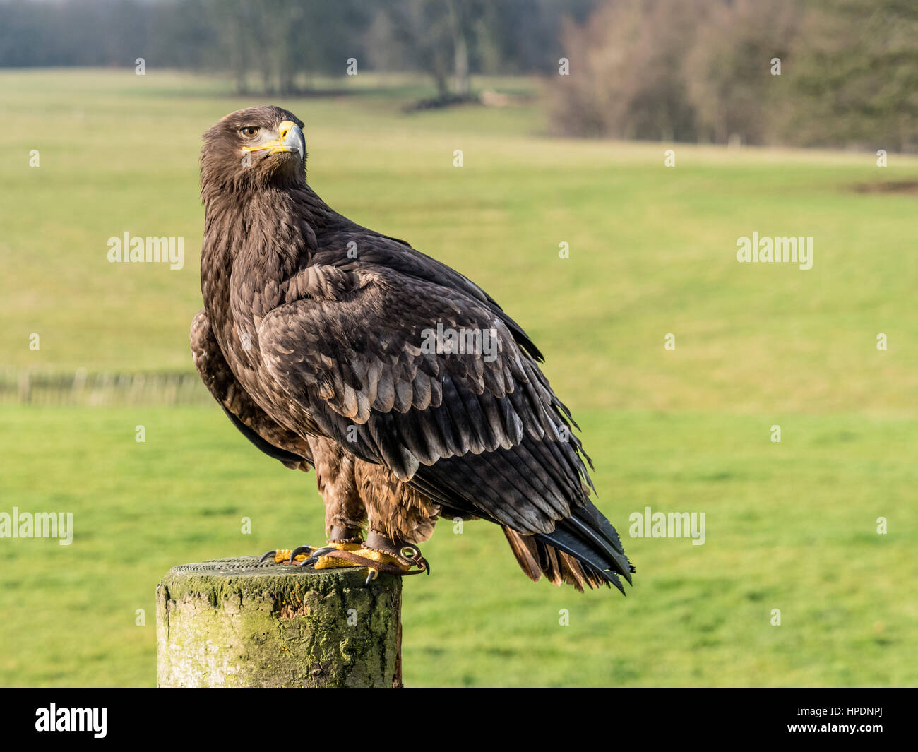 Raubvogel barsch -Fotos und -Bildmaterial in hoher Auflösung – Alamy