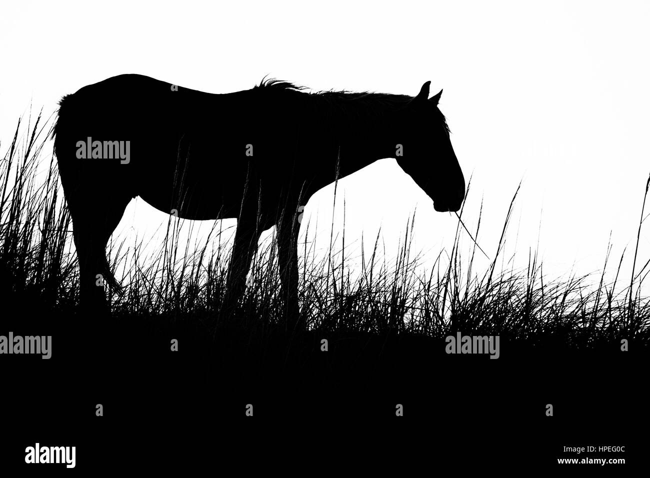 Equine silhouette -Fotos und -Bildmaterial in hoher Auflösung – Alamy