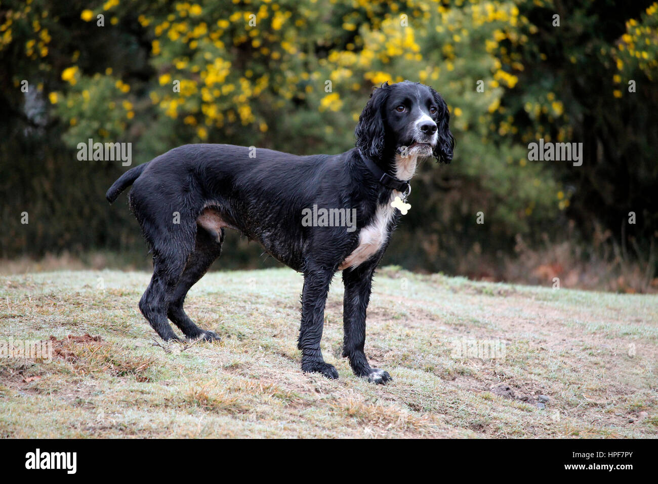 Schwarz Weisser Cocker Spaniel Stockfotos und -bilder Kaufen - Alamy