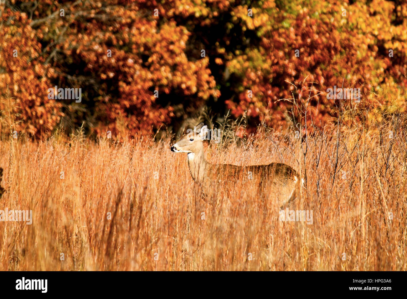 Gesichtetes reh -Fotos und -Bildmaterial in hoher Auflösung – Alamy
