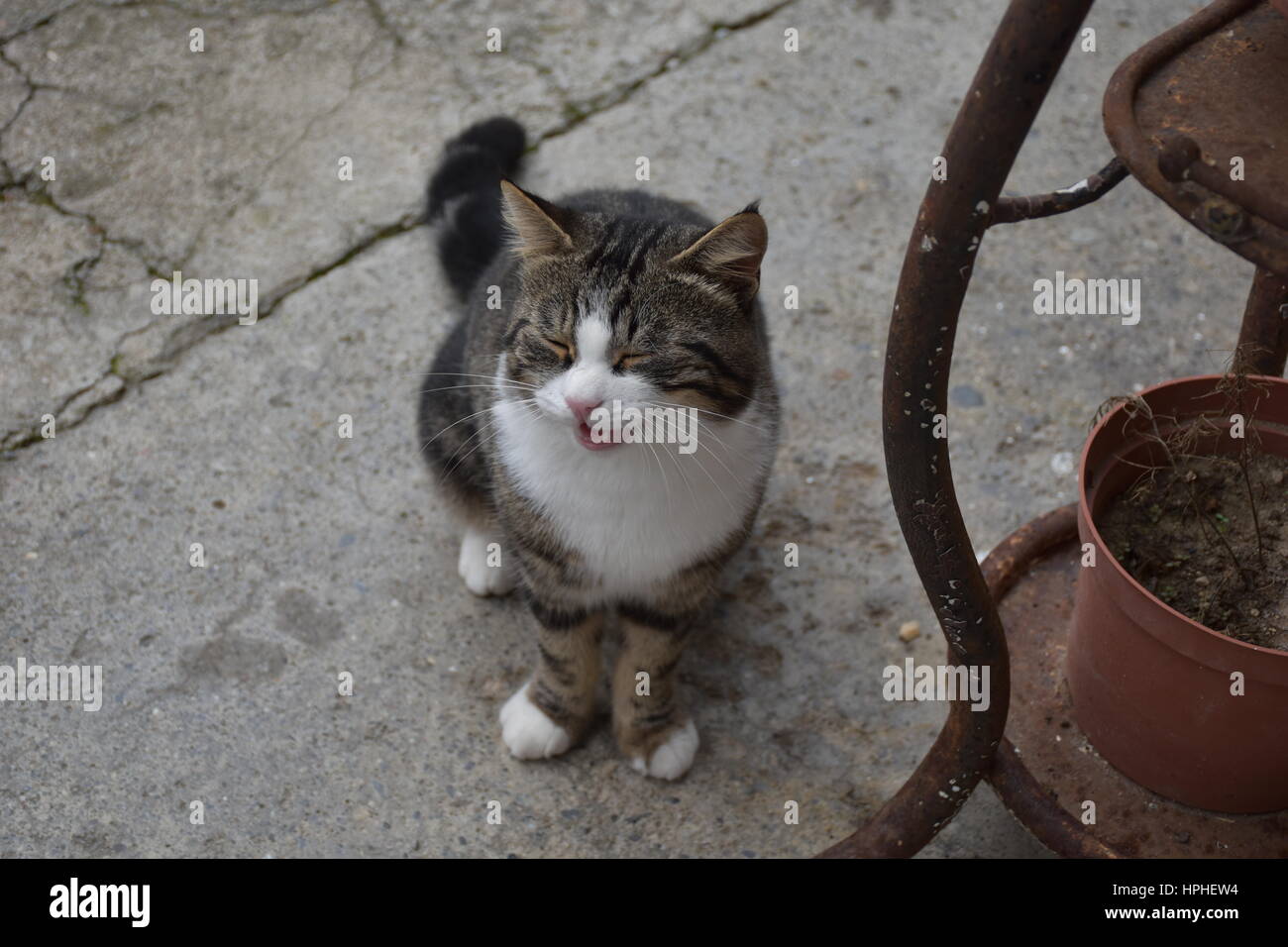 Durstige katze -Fotos und -Bildmaterial in hoher Auflösung – Alamy