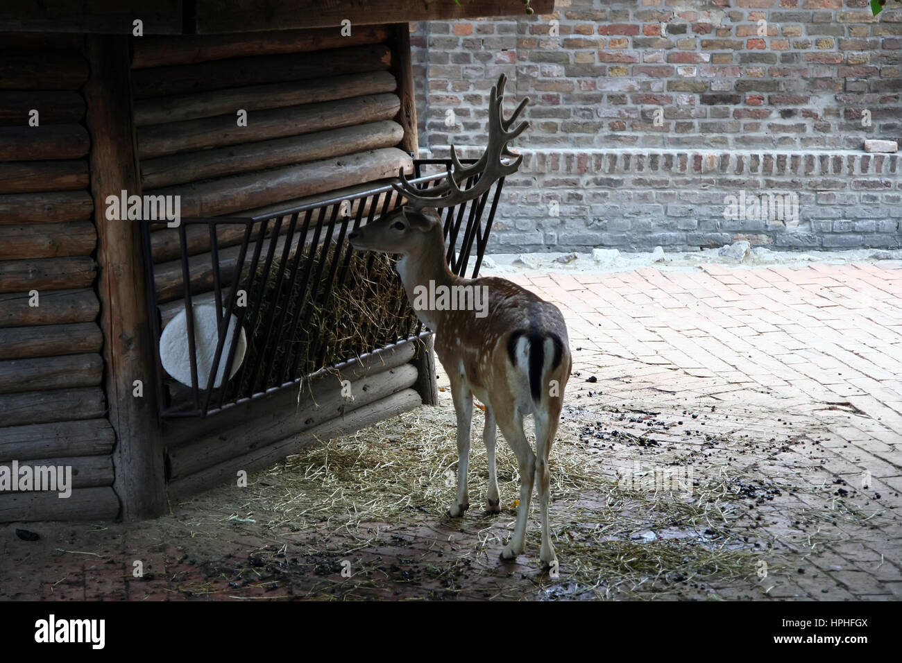 Exotische hirsche -Fotos und -Bildmaterial in hoher Auflösung – Alamy