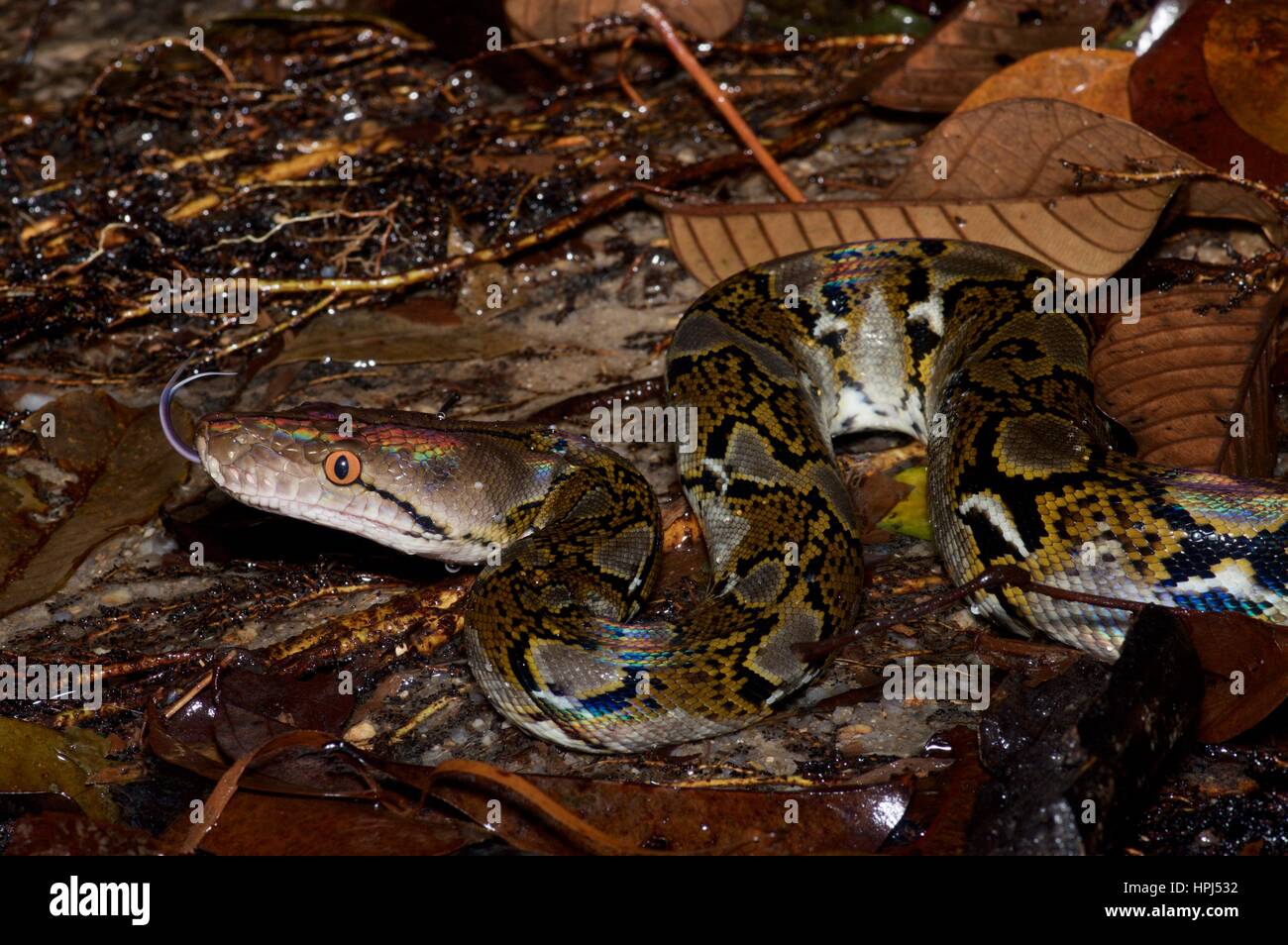 Python python reticulatus -Fotos und -Bildmaterial in hoher Auflösung ...