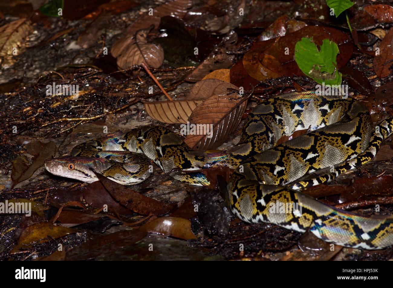 Python reticulatus -Fotos und -Bildmaterial in hoher Auflösung – Alamy
