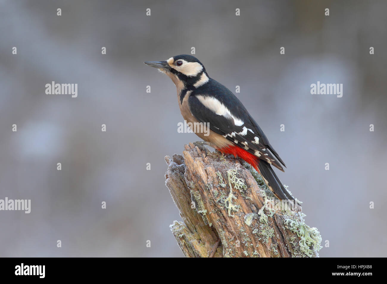 Buntspecht (Picoides major, Dendrocopos major) Weibchen im Winter auf ...