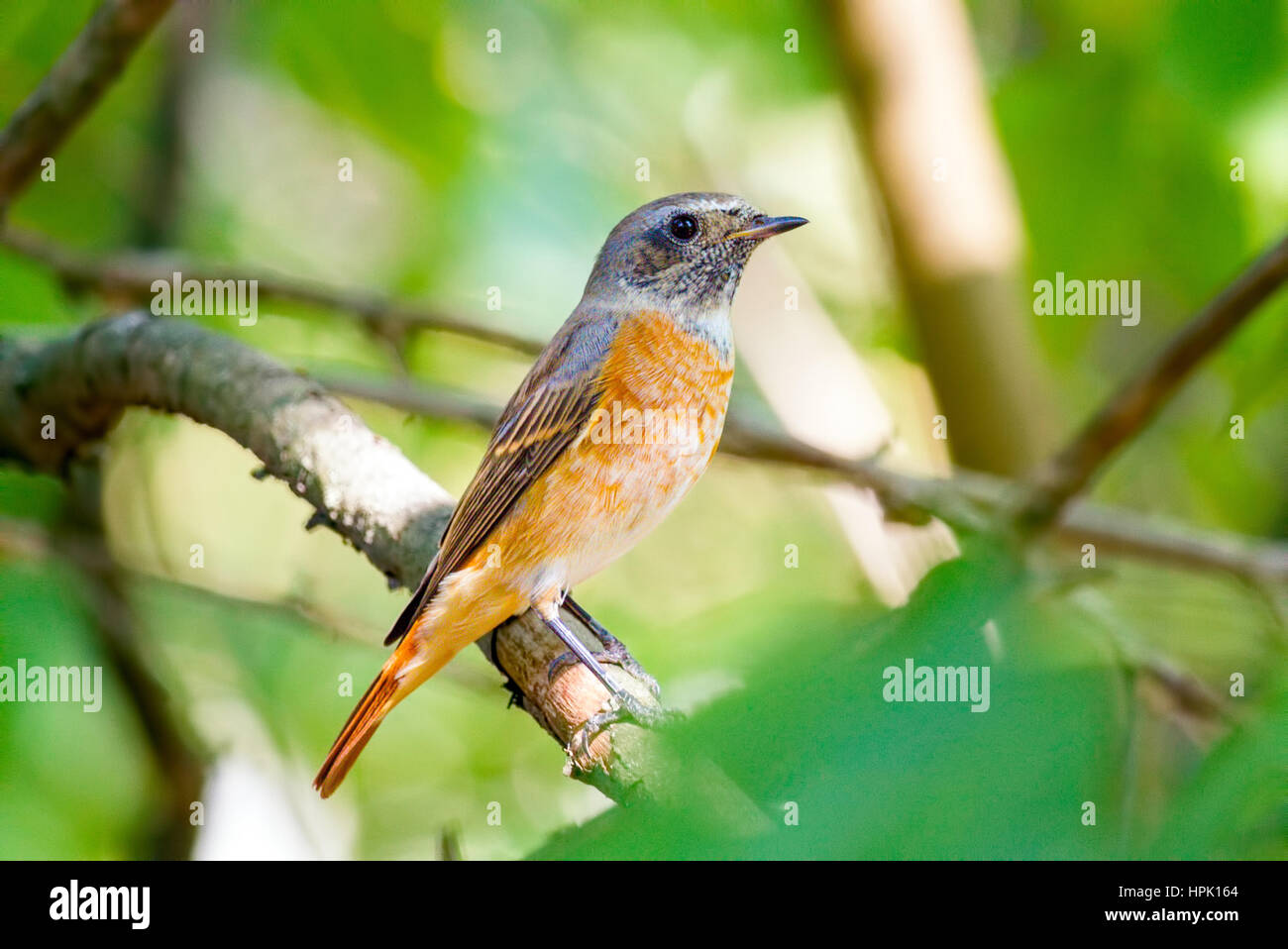 Junge gartenrotschwanz -Fotos und -Bildmaterial in hoher Auflösung – Alamy