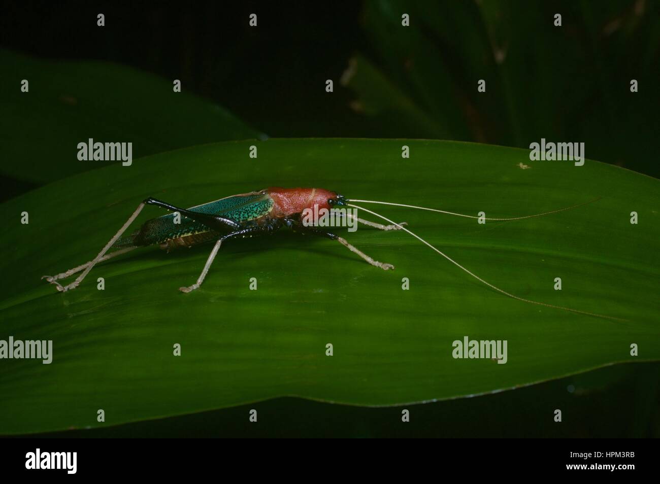 Macroxiphus sumatrans siamensis -Fotos und -Bildmaterial in hoher ...