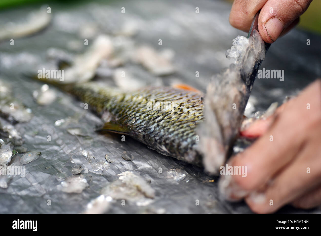 Fischer ein Fisch von Schuppen säubern Stockfotografie - Alamy