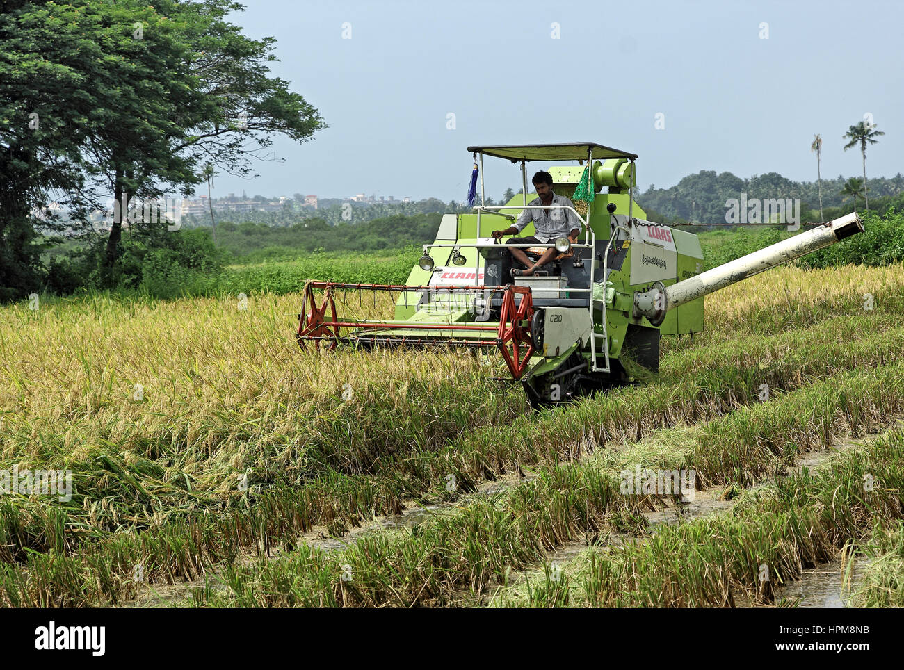 Kombinierte Reis Mähdrescher ernten reif Paddy Pflanzen in Santa Cruz ...