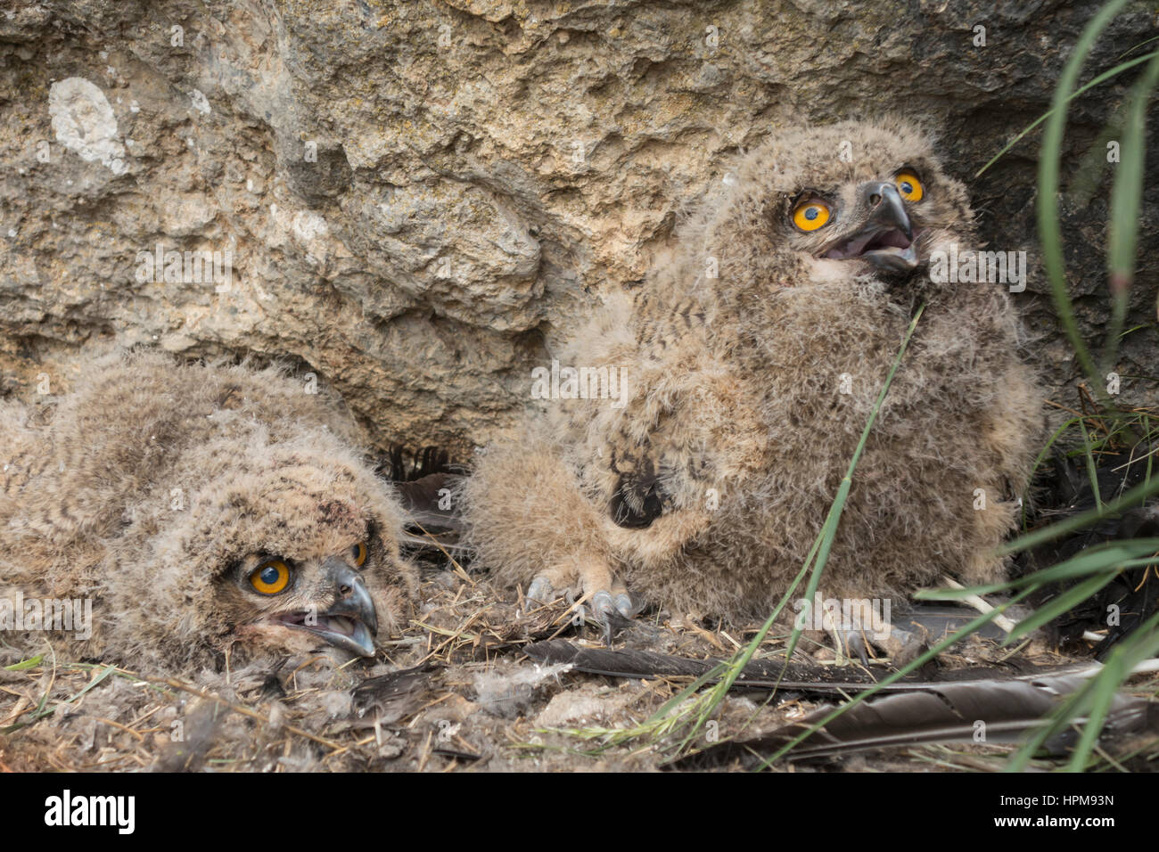 Asiatische eulen -Fotos und -Bildmaterial in hoher Auflösung – Alamy