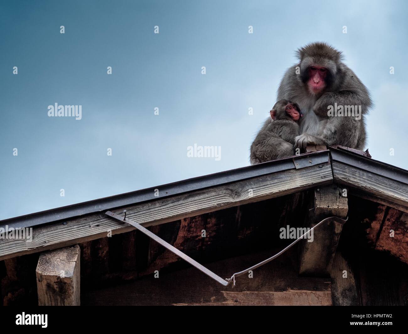 Rotgesicht affe -Fotos und -Bildmaterial in hoher Auflösung – Alamy