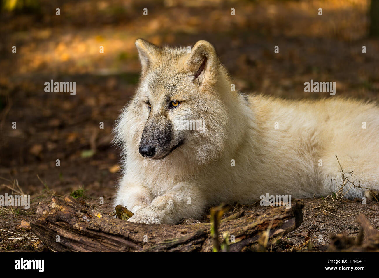 Wolf im Wald in Deutschland Stockfotografie - Alamy