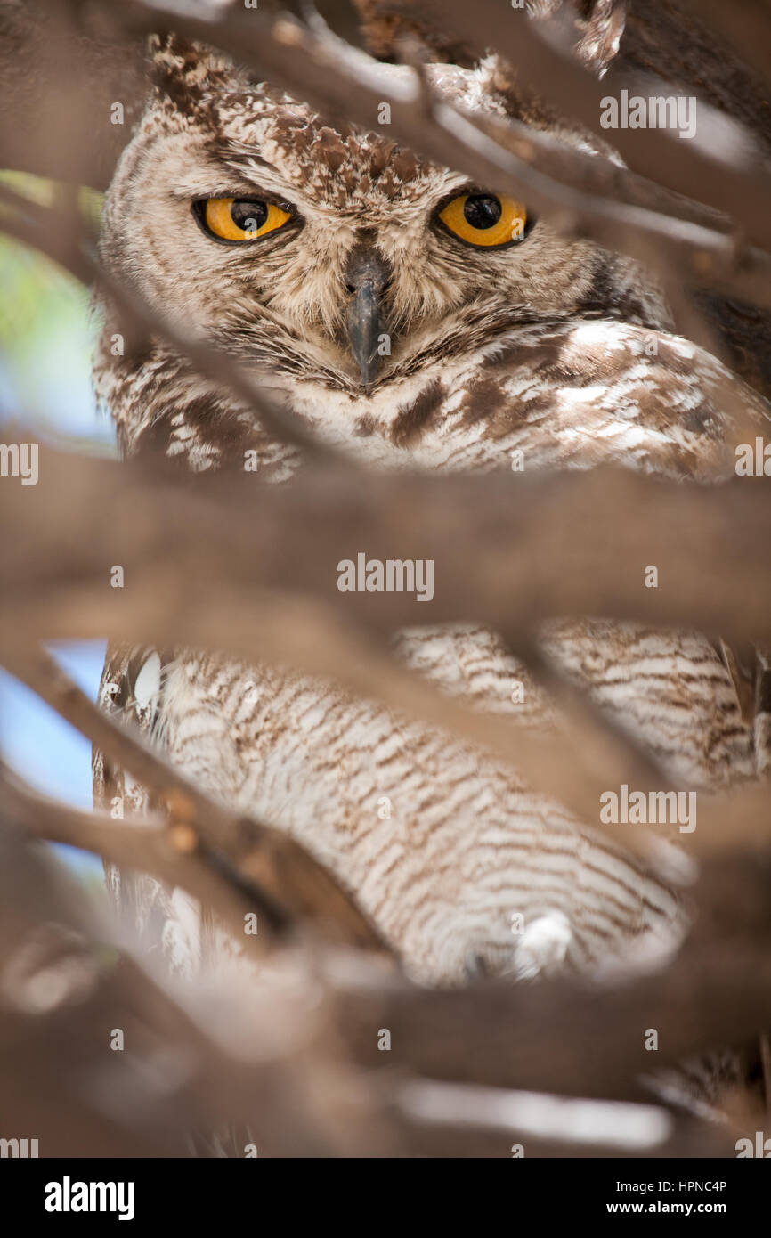 Ein Erwachsener gefleckte Uhu (Bubo Africanus) mit einem sehr schweren ...